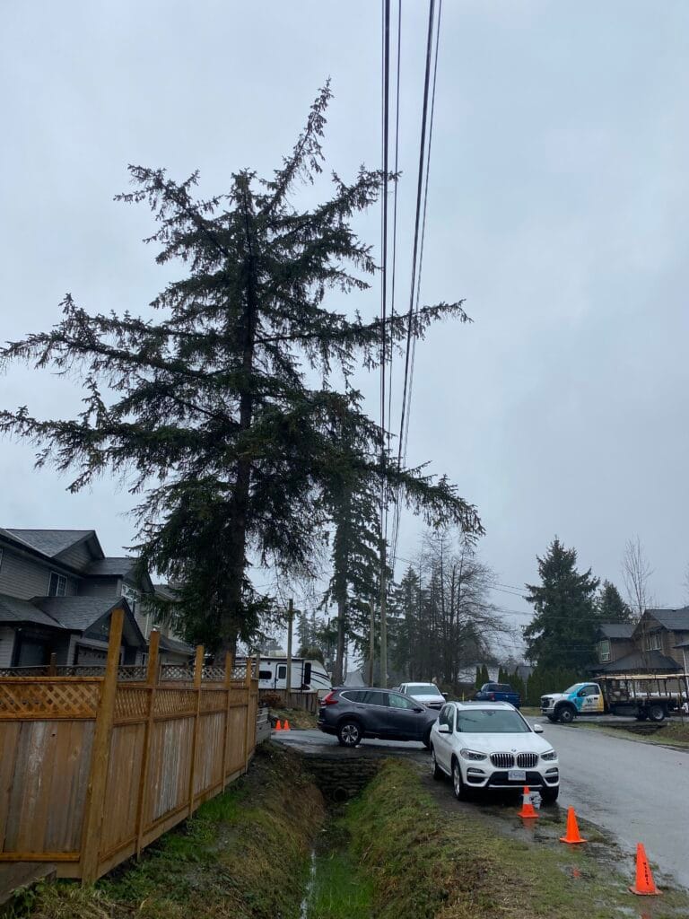 Our Garden | Mountain View Tree Service